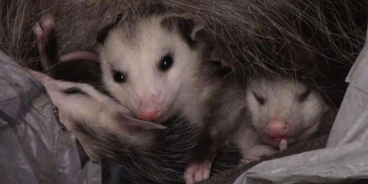 People Help Mom Opossum And Her Babies Make It Back Home - Videos - The ...