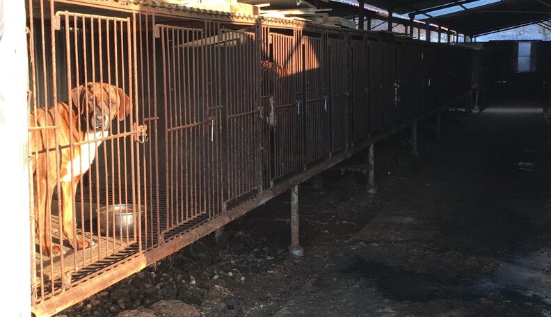 Puppy Saved From Dog Meat Farm Flies Around The World To New Home - The ...