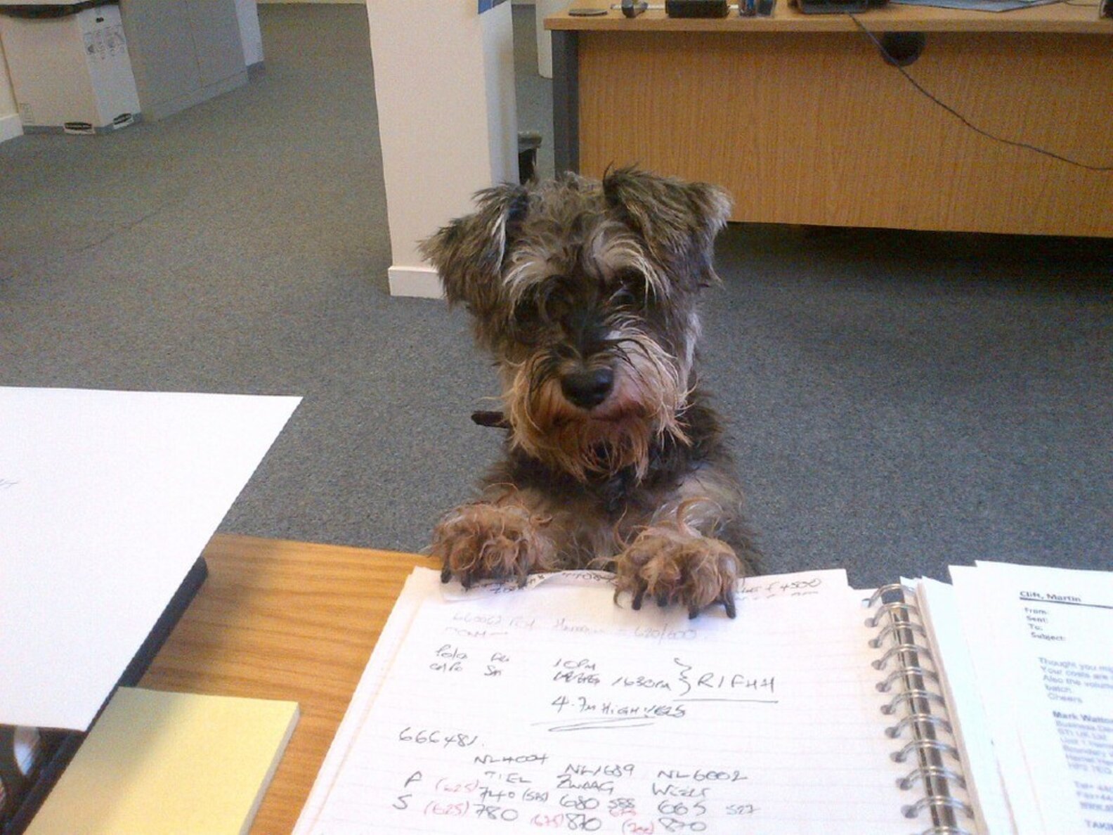 19 Very Important Texts From Parents About The Pets - The Dodo