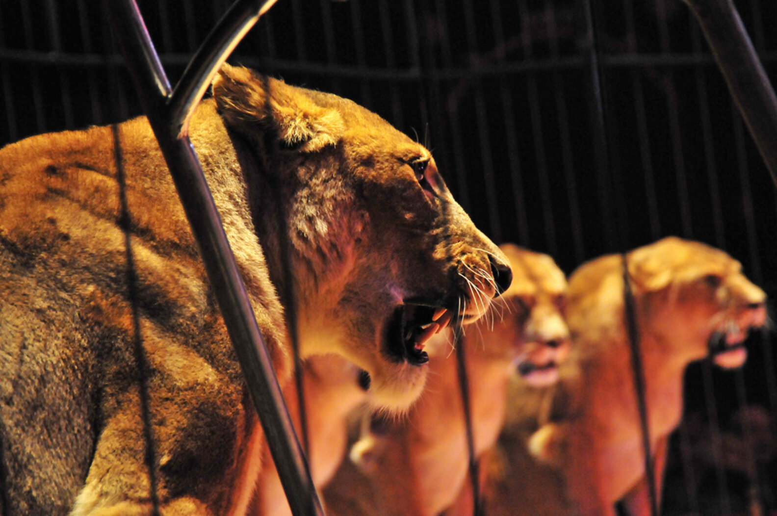 'Unconscionable Cruelty' Against America's Circus Animals Could Come To ...