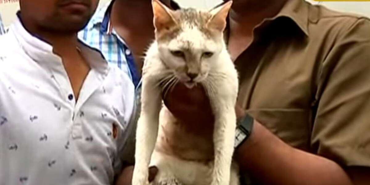 Man Dies Cradling Cat To Shield Her During Building Collapse - The Dodo