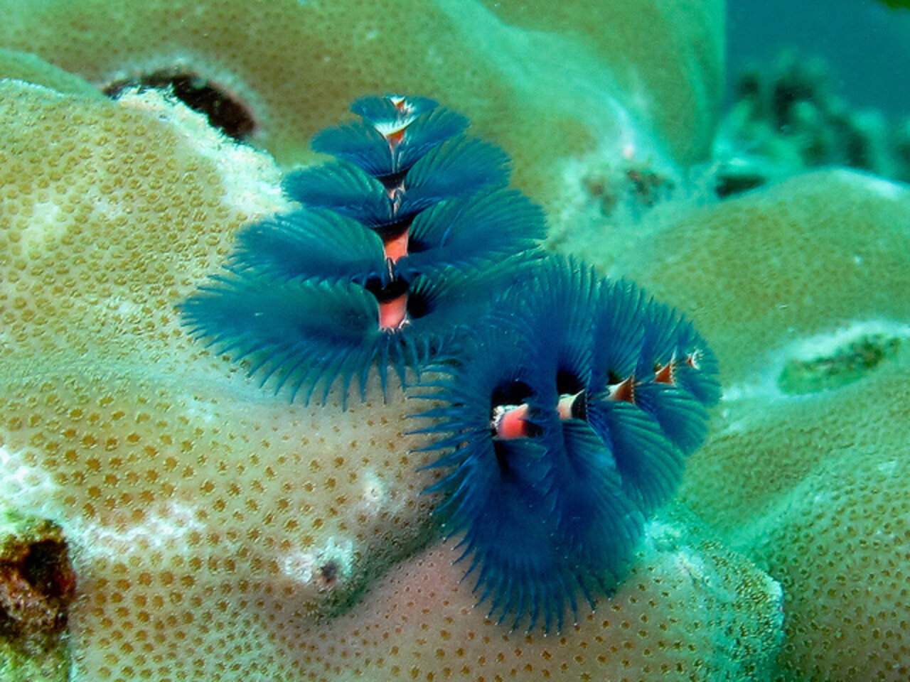 These Magical Animals Look Just Like Colorful Little Christmas Trees ...