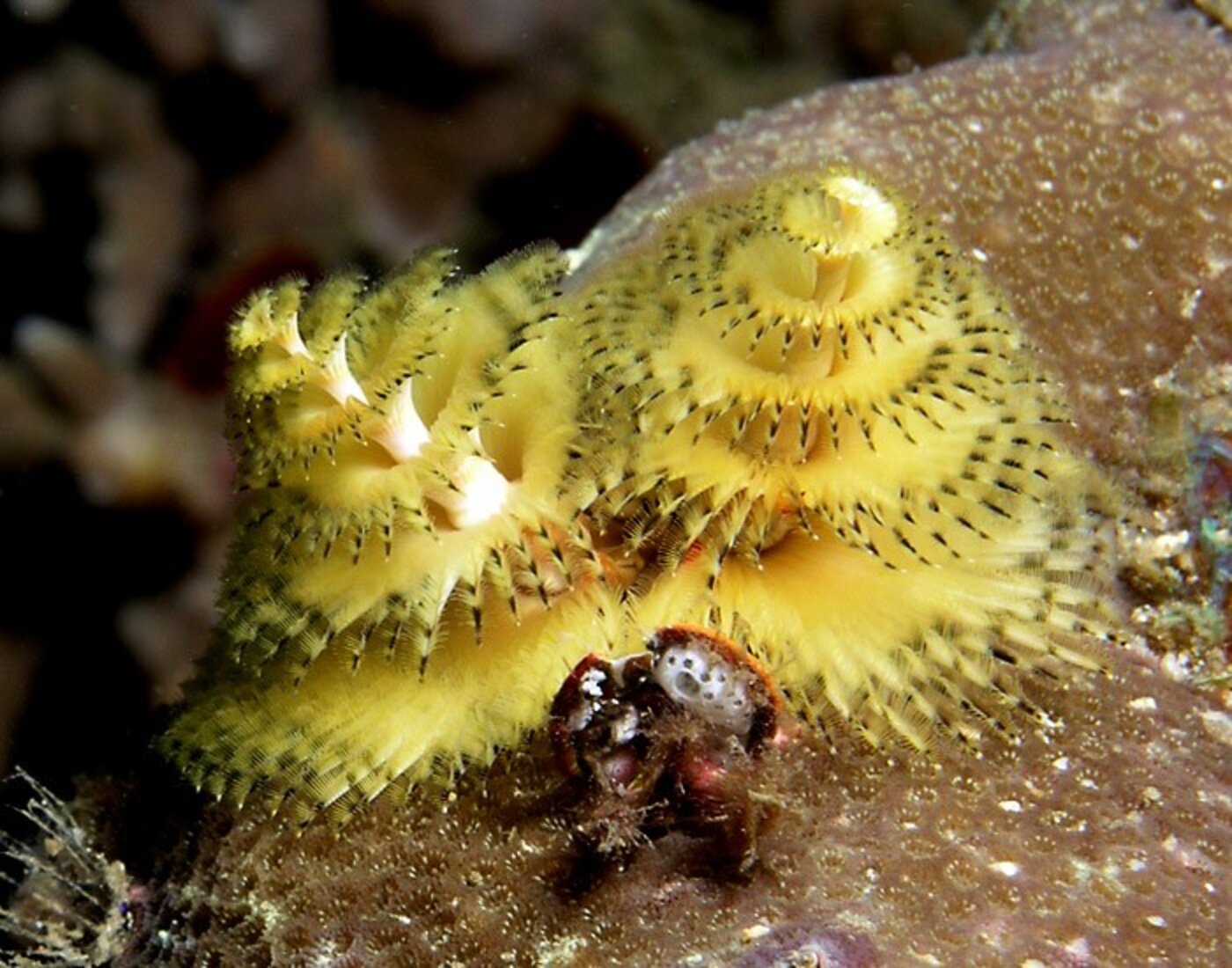 These Magical Animals Look Just Like Colorful Little Christmas Trees ...