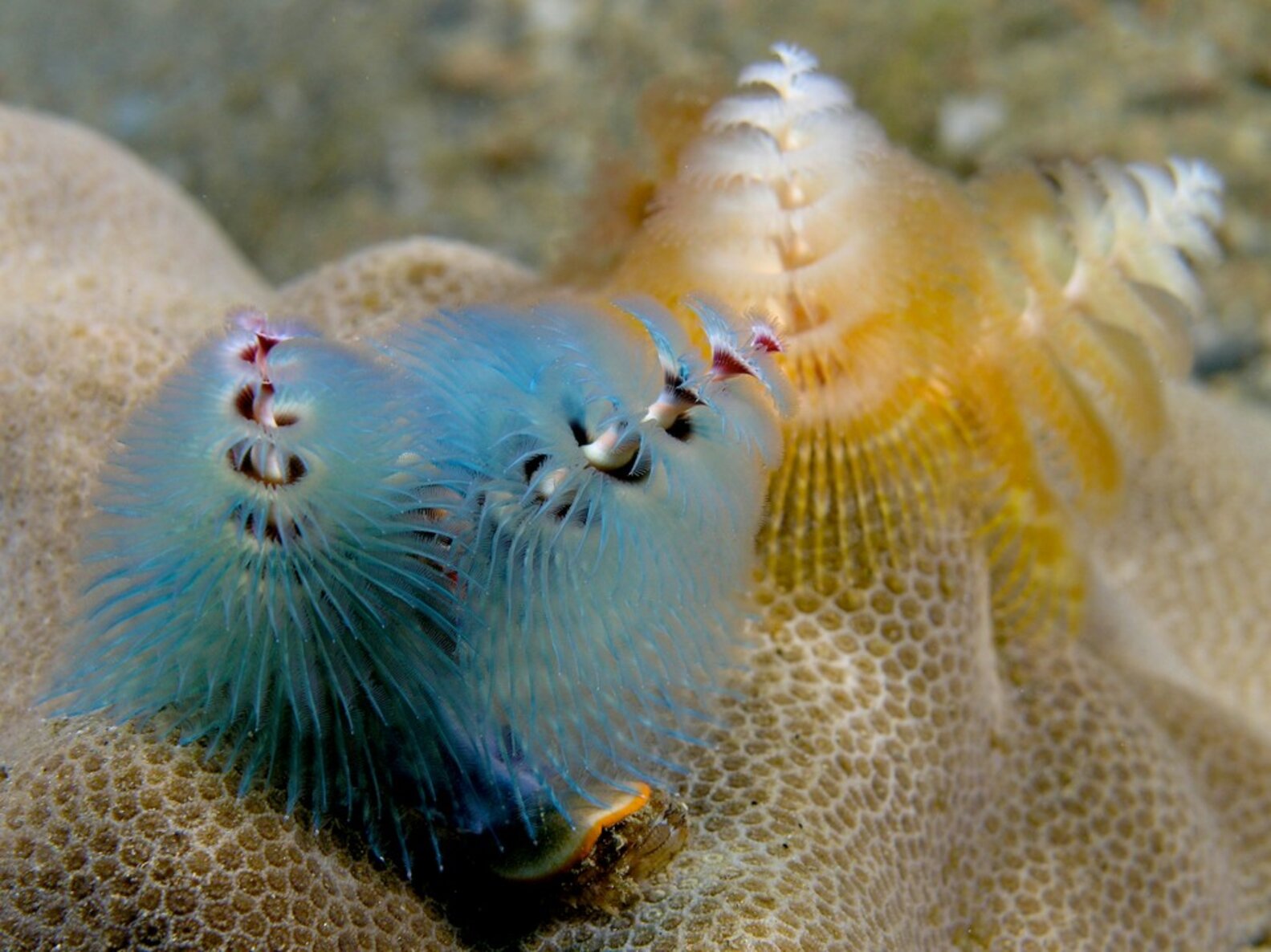 These Magical Animals Look Just Like Colorful Little Christmas Trees ...
