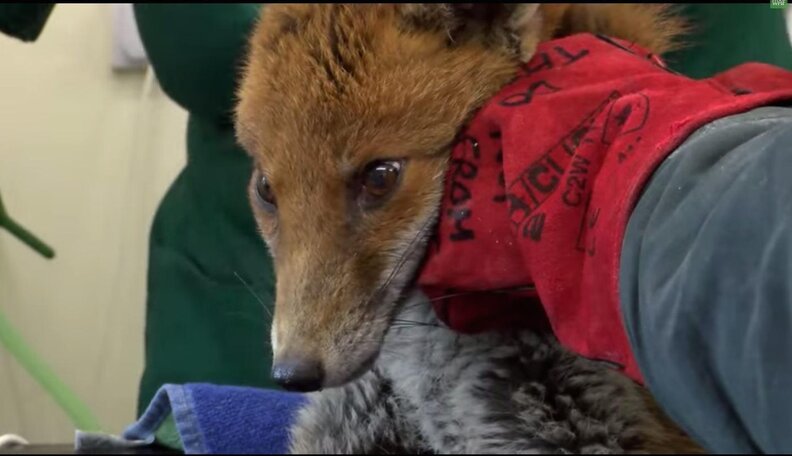 Wild Fox Gets Detangled From Lawn Mower Incident - The Dodo