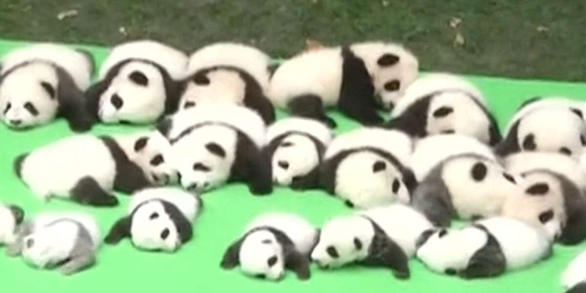 This Is The Sad Truth Behind These Baby Pandas - The Dodo