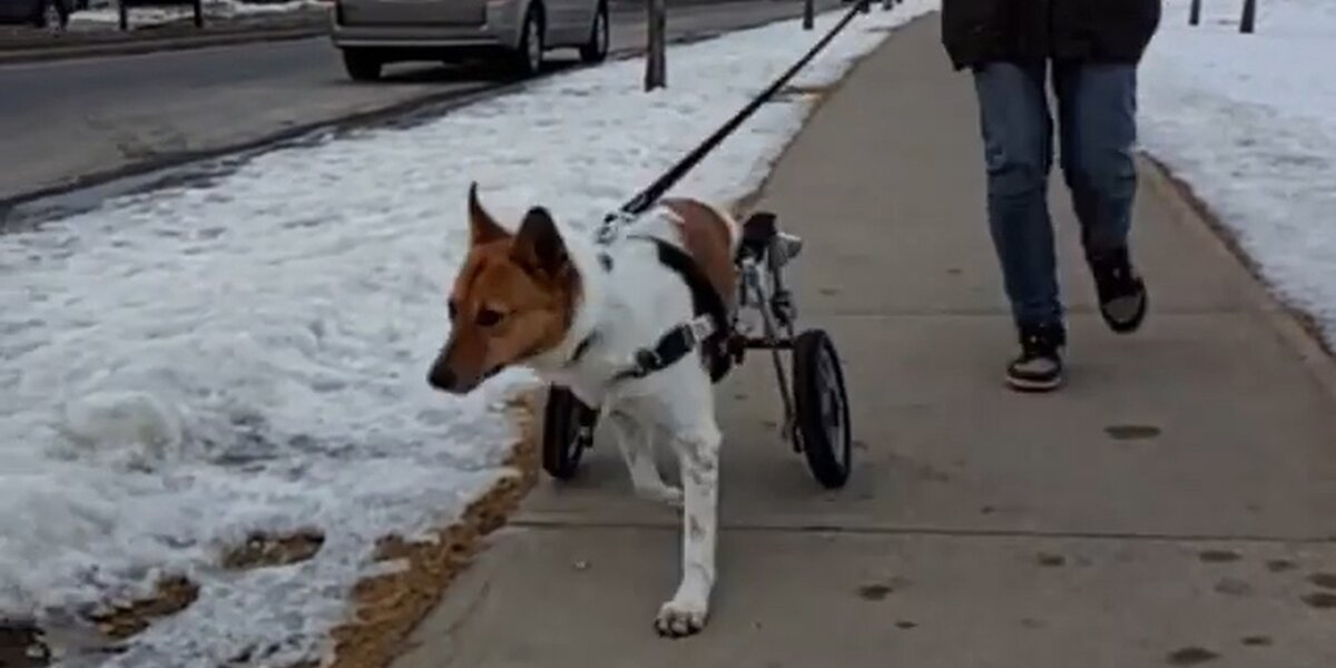 Paralyzed Dog Gets The Love And Care She Needs - The Dodo