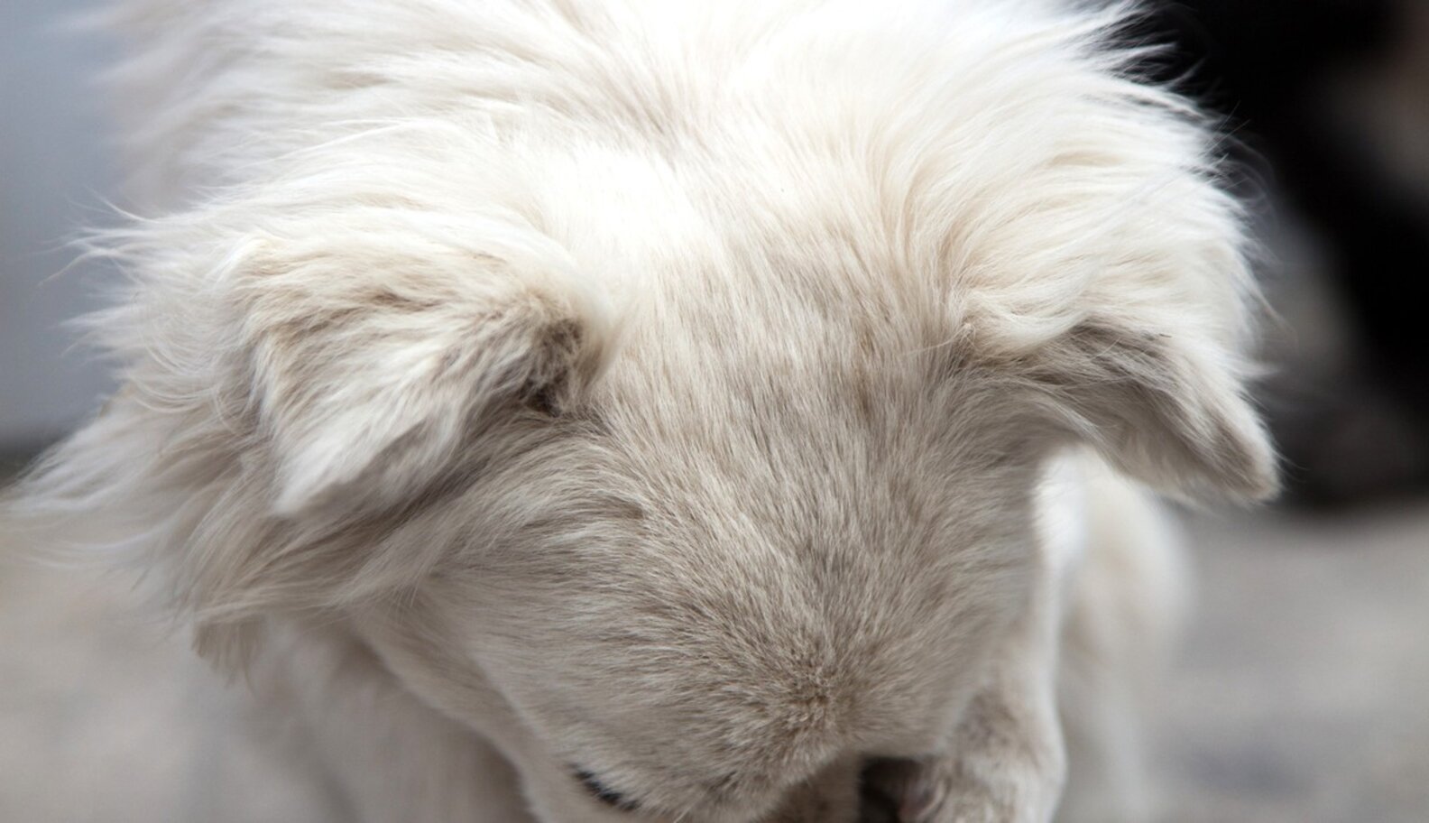 Why Do Dogs Hump Everything? - The Dodo