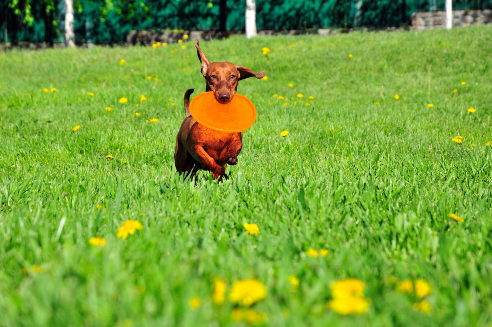 Why Do Dogs Hump Everything? - The Dodo