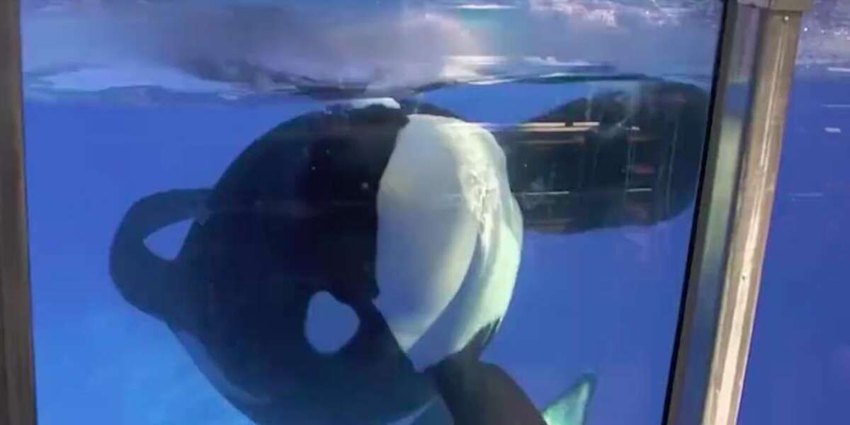SeaWorld's Star Orca Is Sick After Decades In A Tank - The Dodo