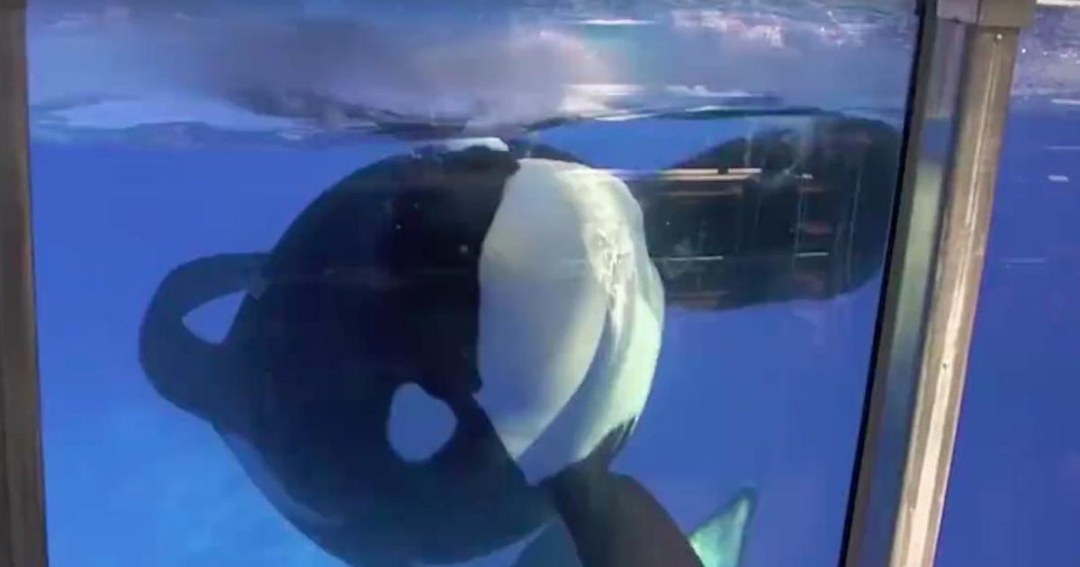 SeaWorld's Star Orca Is Sick After Decades In A Tank - The Dodo