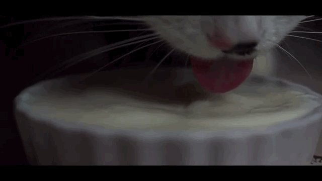 Watch A Cat Lap Milk In Slow Motion - The Dodo