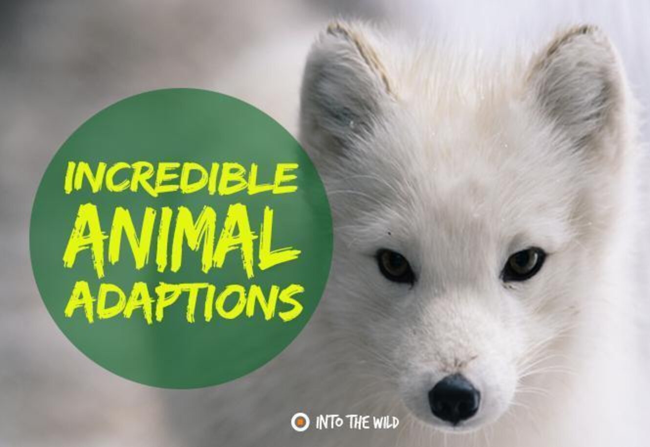 Animal Survival Skills That Are Even Crazier Than Weaponized Vomit ...