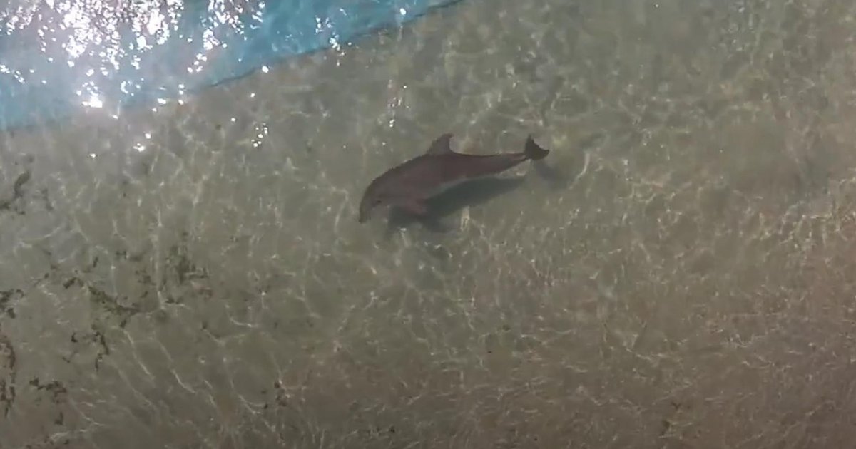 Dolphins Are Being Shipped To The Arizona Desert - The Dodo