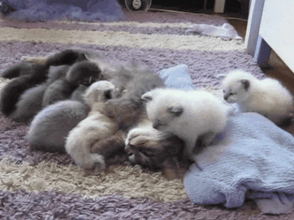 12 GIFs Of Cats Who Are Eager To Share The Love - The Dodo