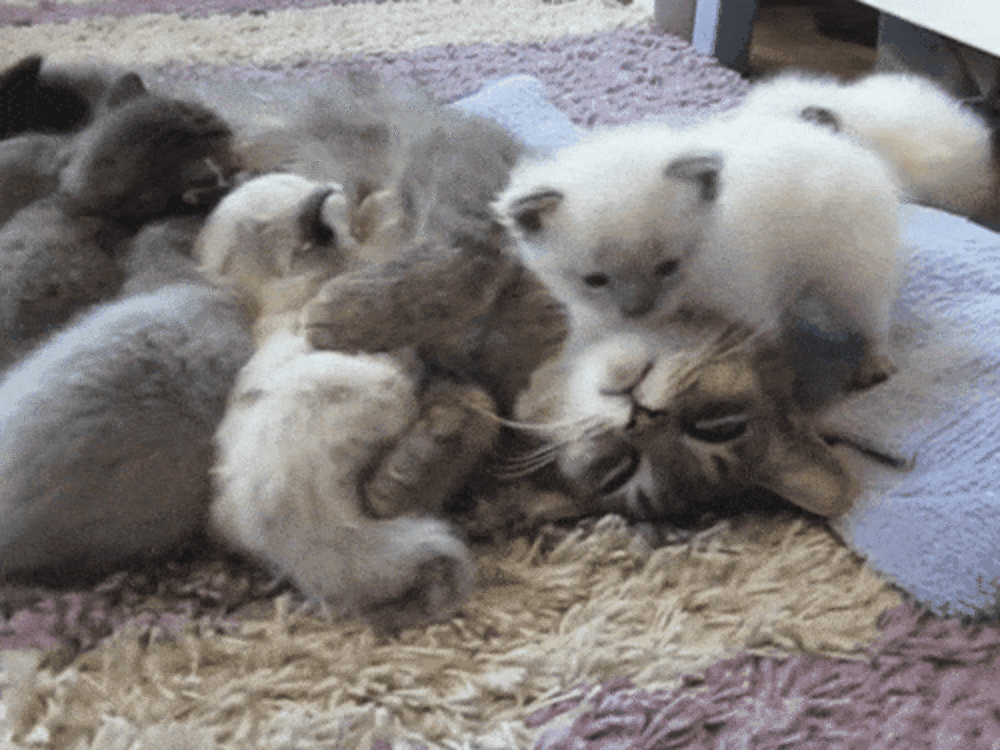 12 GIFs Of Cats Who Are Eager To Share The Love - The Dodo