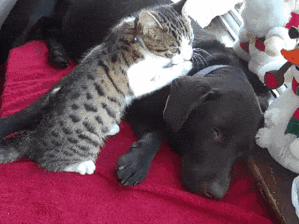 12 GIFs Of Cats Who Are Eager To Share The Love - The Dodo
