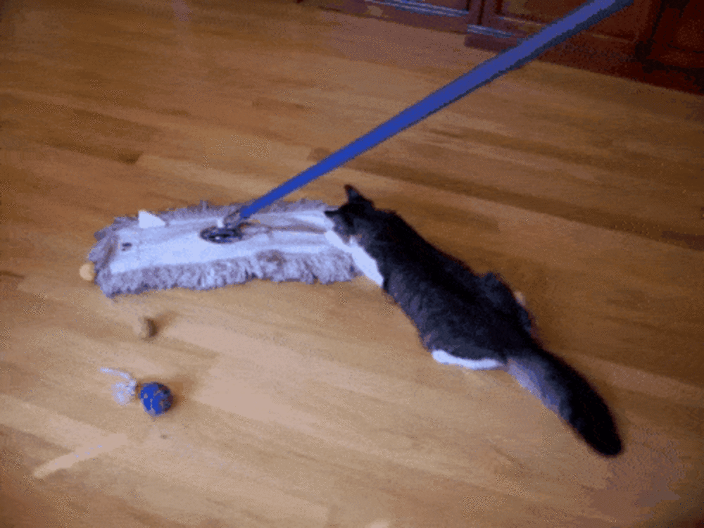 12 GIFs Of Cats Who Are Eager To Share The Love - The Dodo