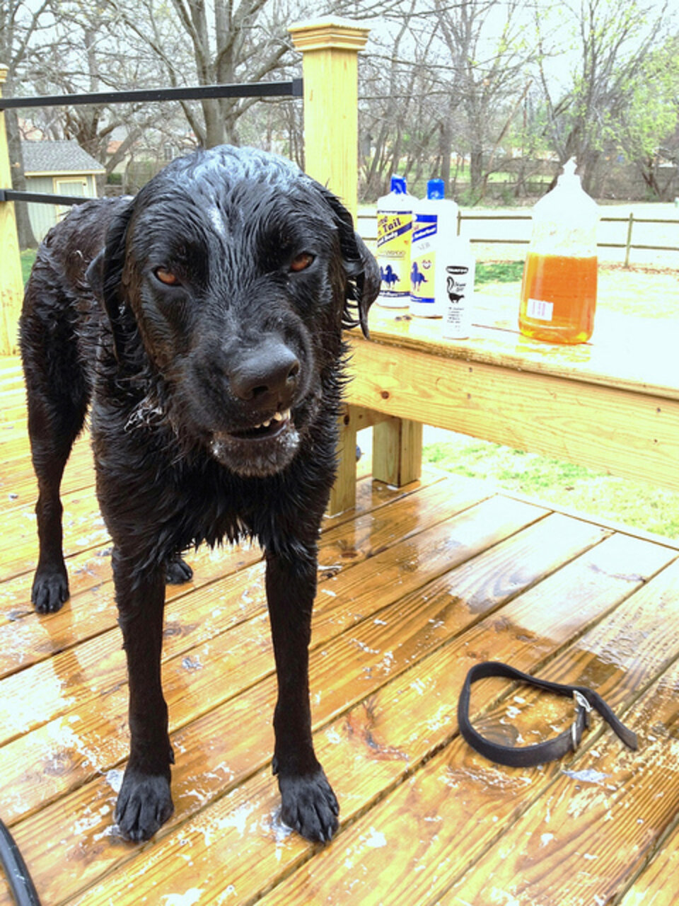 How To Stop The Stink If Your Dog Gets Sprayed By A Skunk - The Dodo