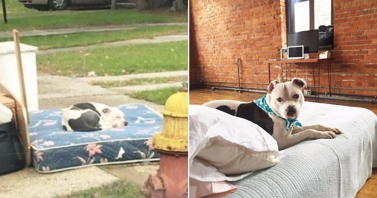 Dog Left Behind When His Family Moved Has A Real Bed Now - The Dodo