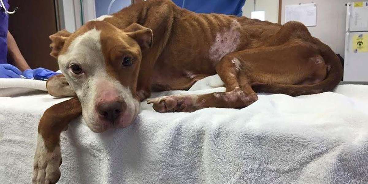 Dog Found Starving And Alone Is Completely Healed By Love - The Dodo
