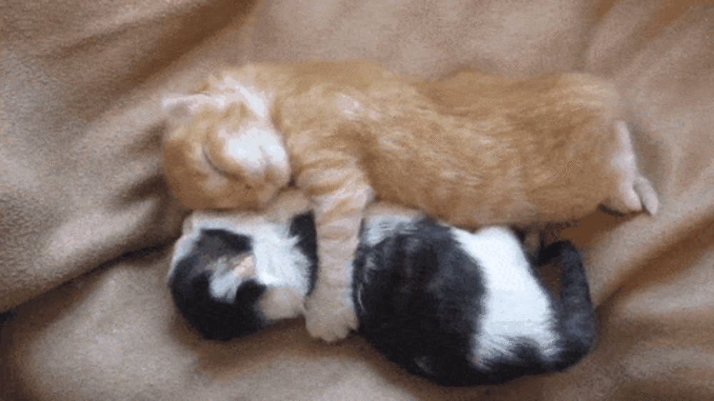 12 GIFs Of Cats Who Are Eager To Share The Love - The Dodo
