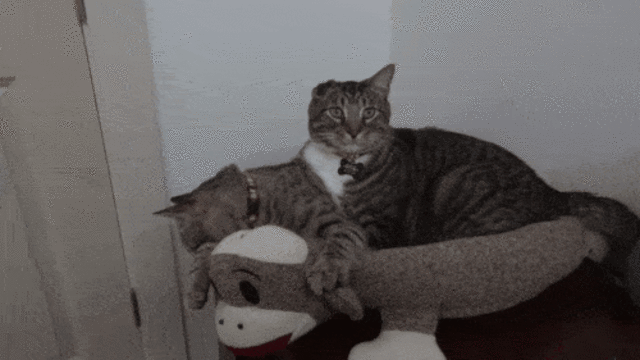 12 GIFs Of Cats Who Are Eager To Share The Love - The Dodo
