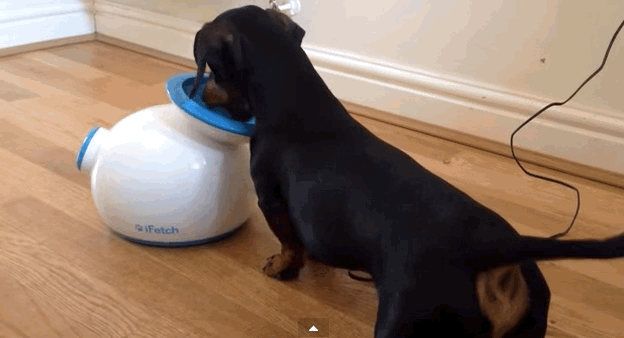 9 Dogs Who Know Fetch Is Not A Game. It's An Art. - The Dodo