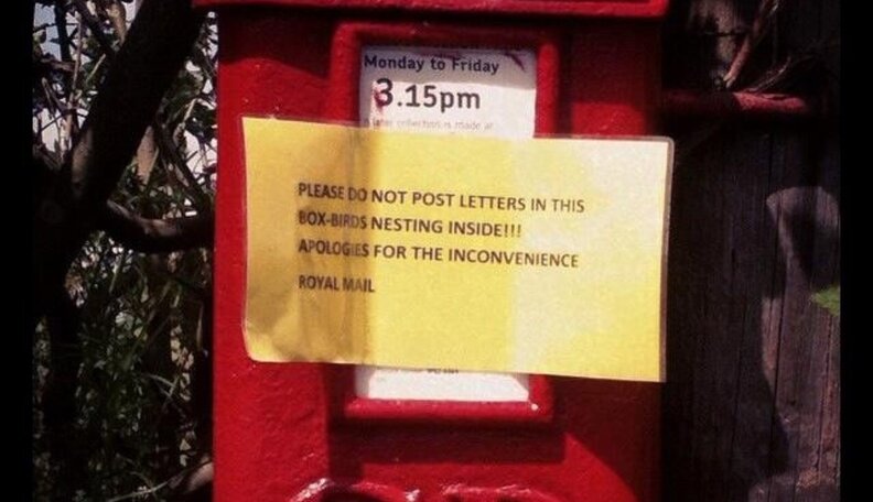 Bird Decides Mailbox Is Now A Birdhouse, Postal Service Agrees - The Dodo