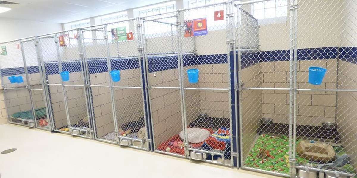 Animal Shelter Shares The Most Beautiful Photos Imaginable - The Dodo