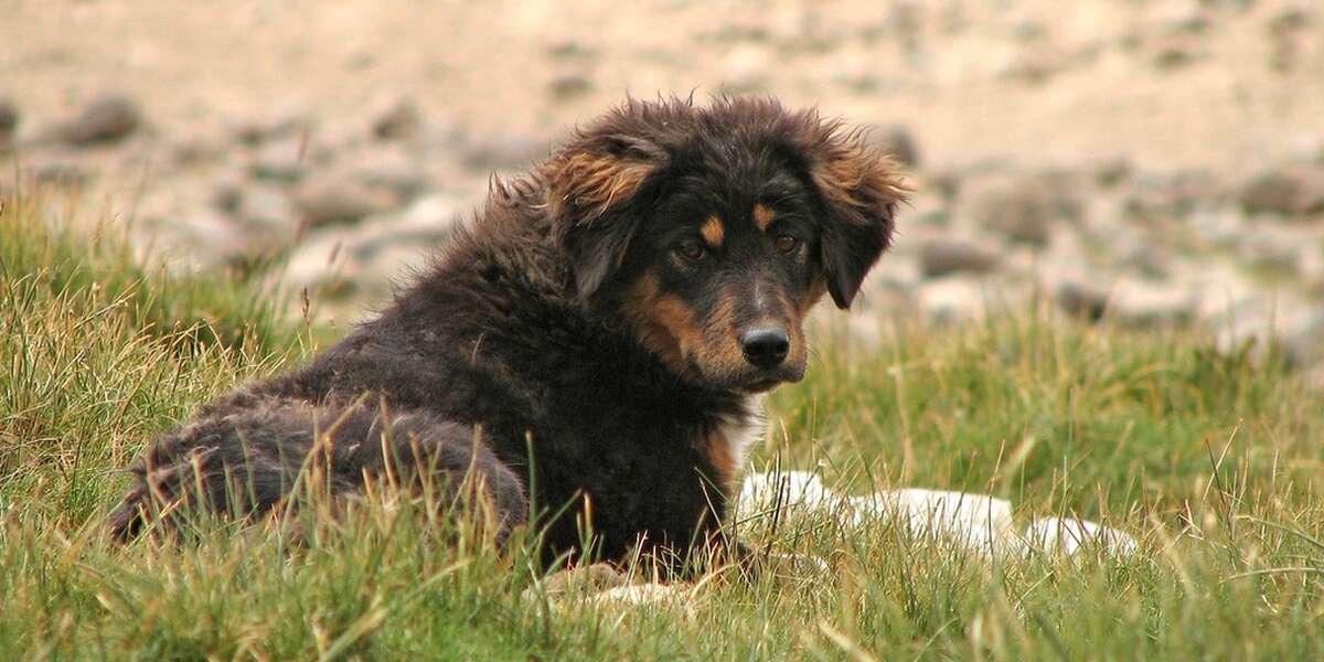 Dog-Hating Iranian Government Decides To Help Strays - The Dodo