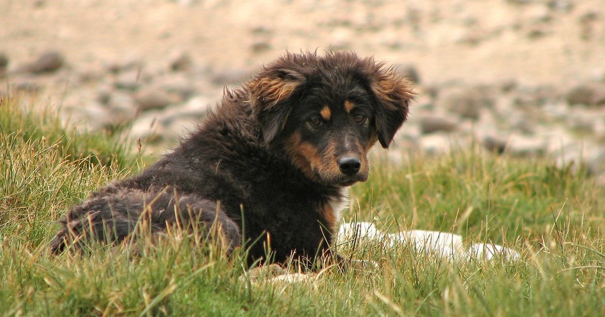 Dog-Hating Iranian Government Decides To Help Strays - The Dodo
