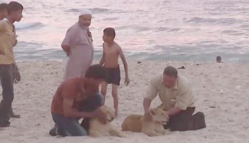 Video Captures Emotional Rescue Of Lion Cubs In Gaza - The Dodo