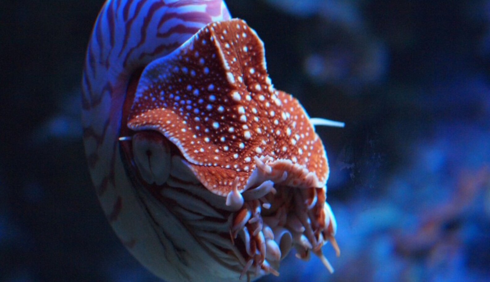 Prehistoric Animals That Are Still Around - The Dodo