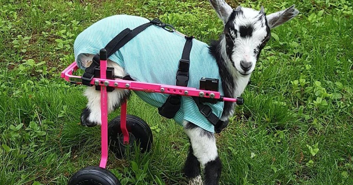 Goat Who Lost Her Legs Loves Her New Wheelchair - The Dodo