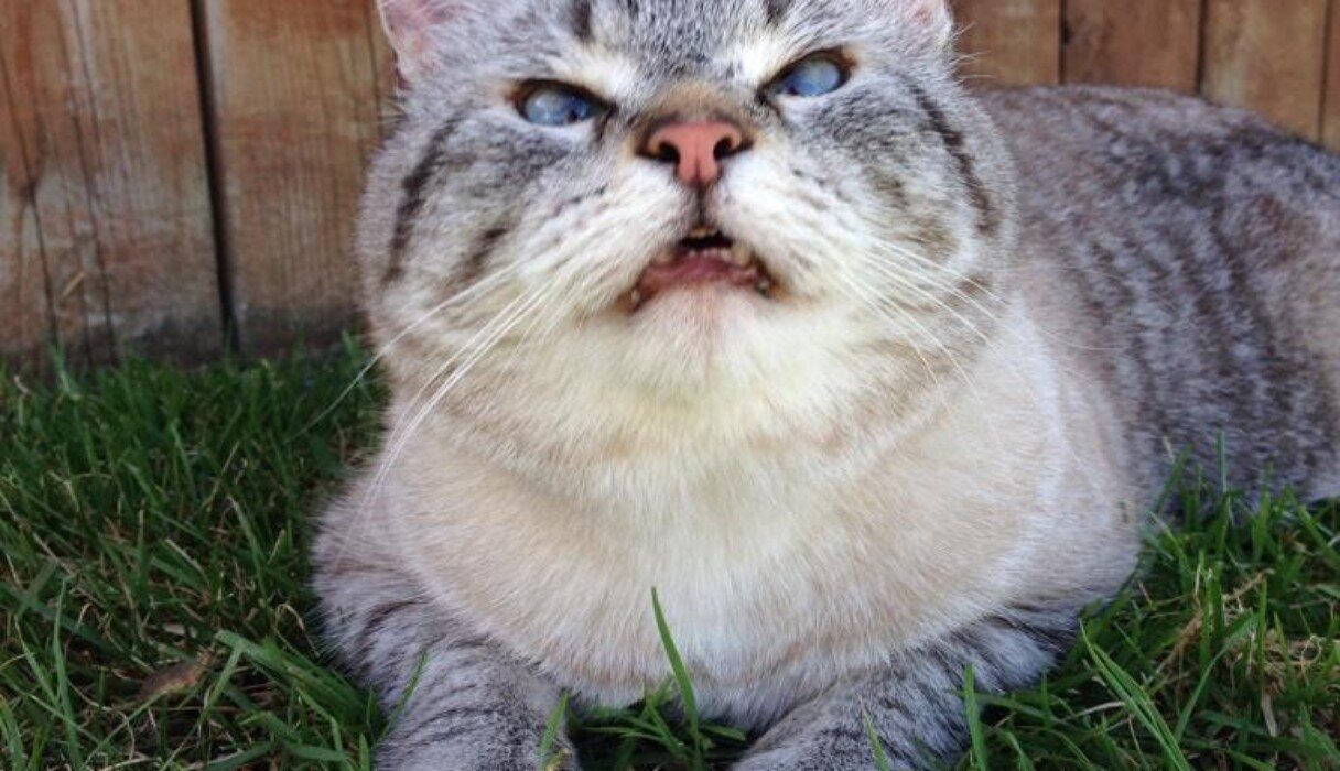 10 Animals Looking Handsome In Mid-Sneeze - The Dodo