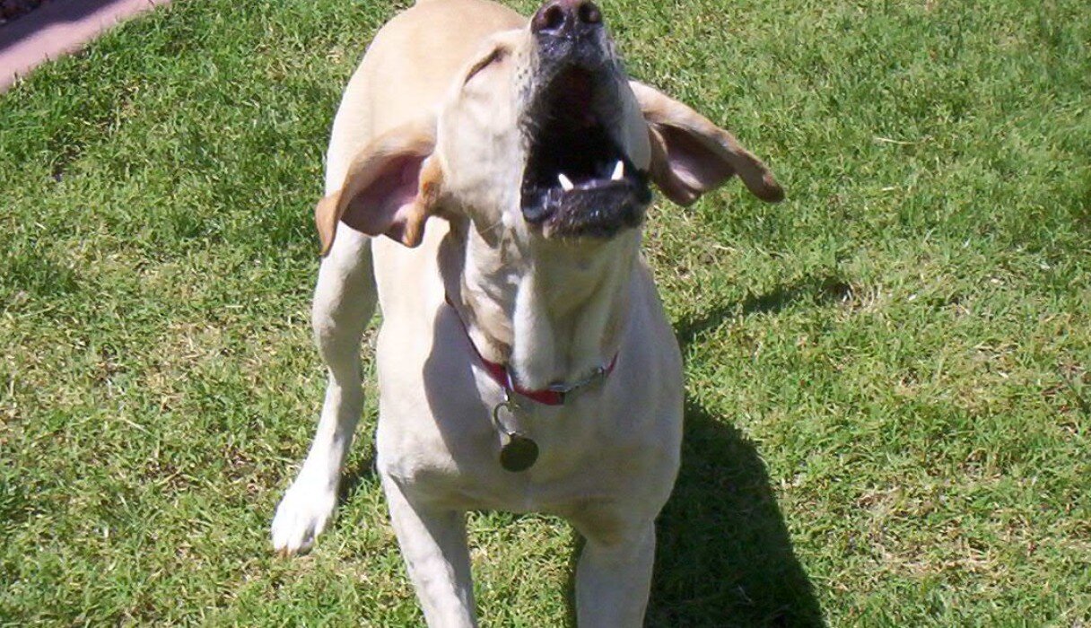10 Animals Looking Handsome In Mid-Sneeze - The Dodo