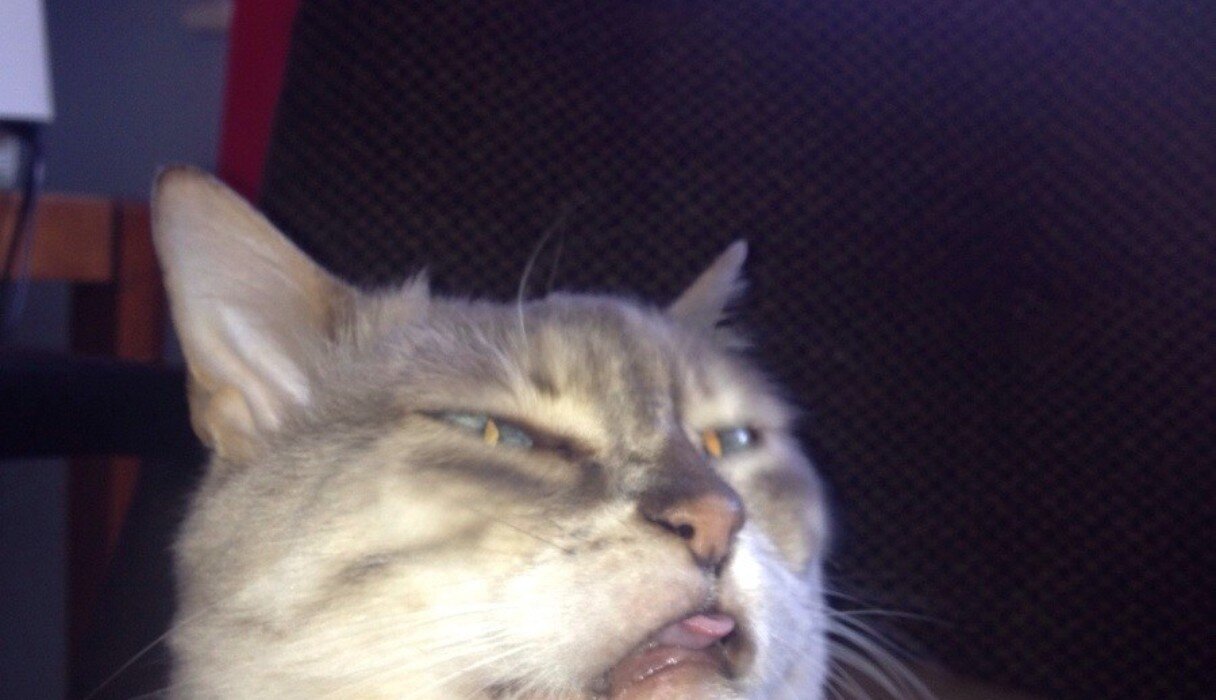 10 Animals Looking Handsome In Mid-Sneeze - The Dodo