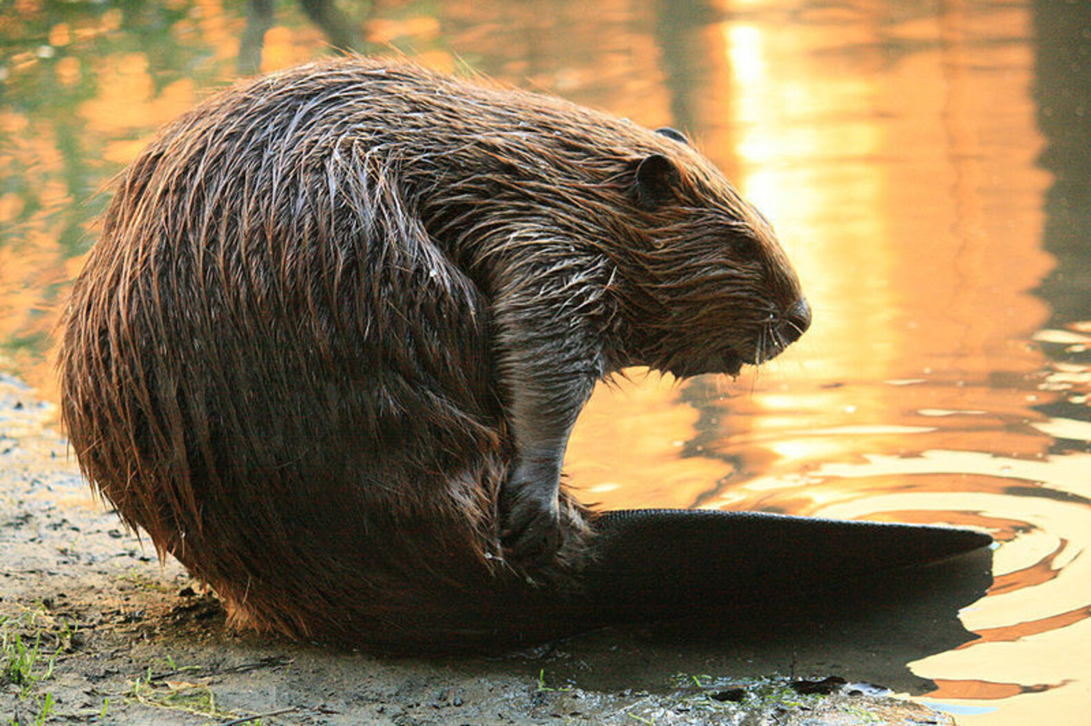 2.7 Million Creatures Killed Last Year In U.S.'s Secretive War On ...