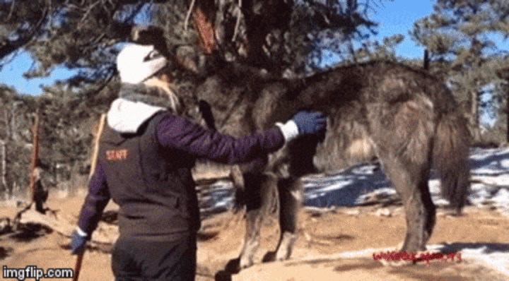 Huge Wolf Knows Just How To Ask For A Belly Rub - The Dodo