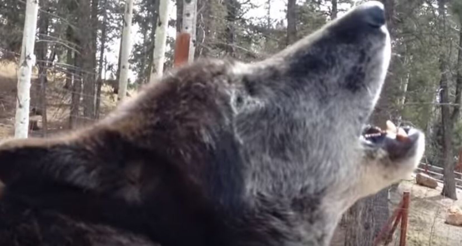 Huge Wolf Knows Just How To Ask For A Belly Rub - The Dodo