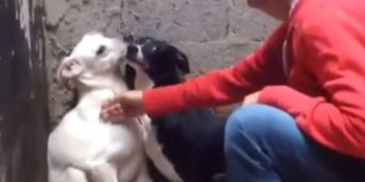 Fearful Dogs Feel Love For The Very First Time - The Dodo