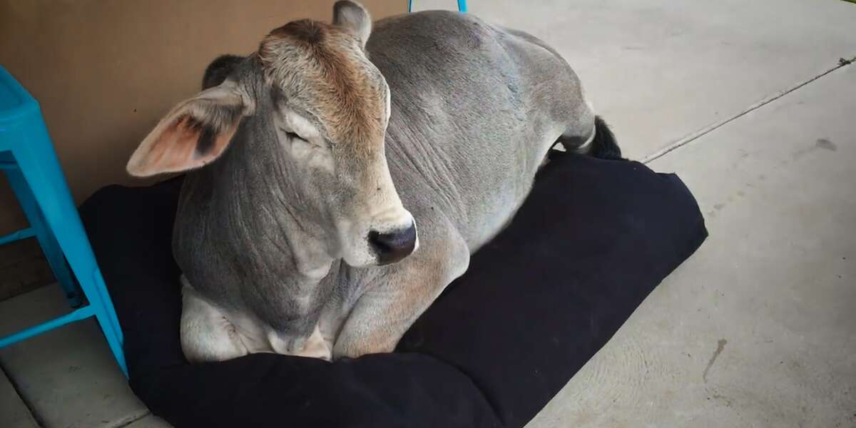 Cow Curls Up In Dog Bed - The Dodo