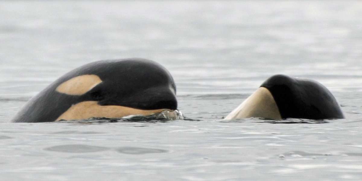 The Birth, Death And Fate Of Newborn Orca Calves - The Dodo