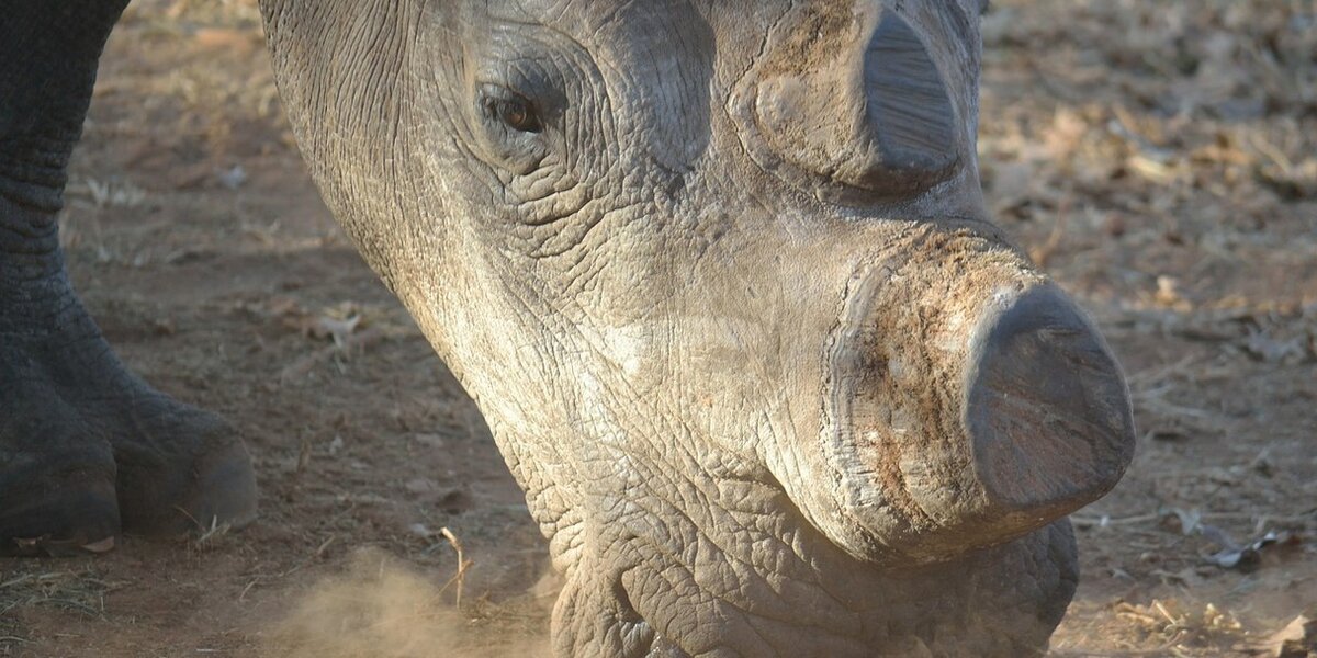 Poachers Are Dehorning Namibia's Rhinos. So The Government's Going To ...