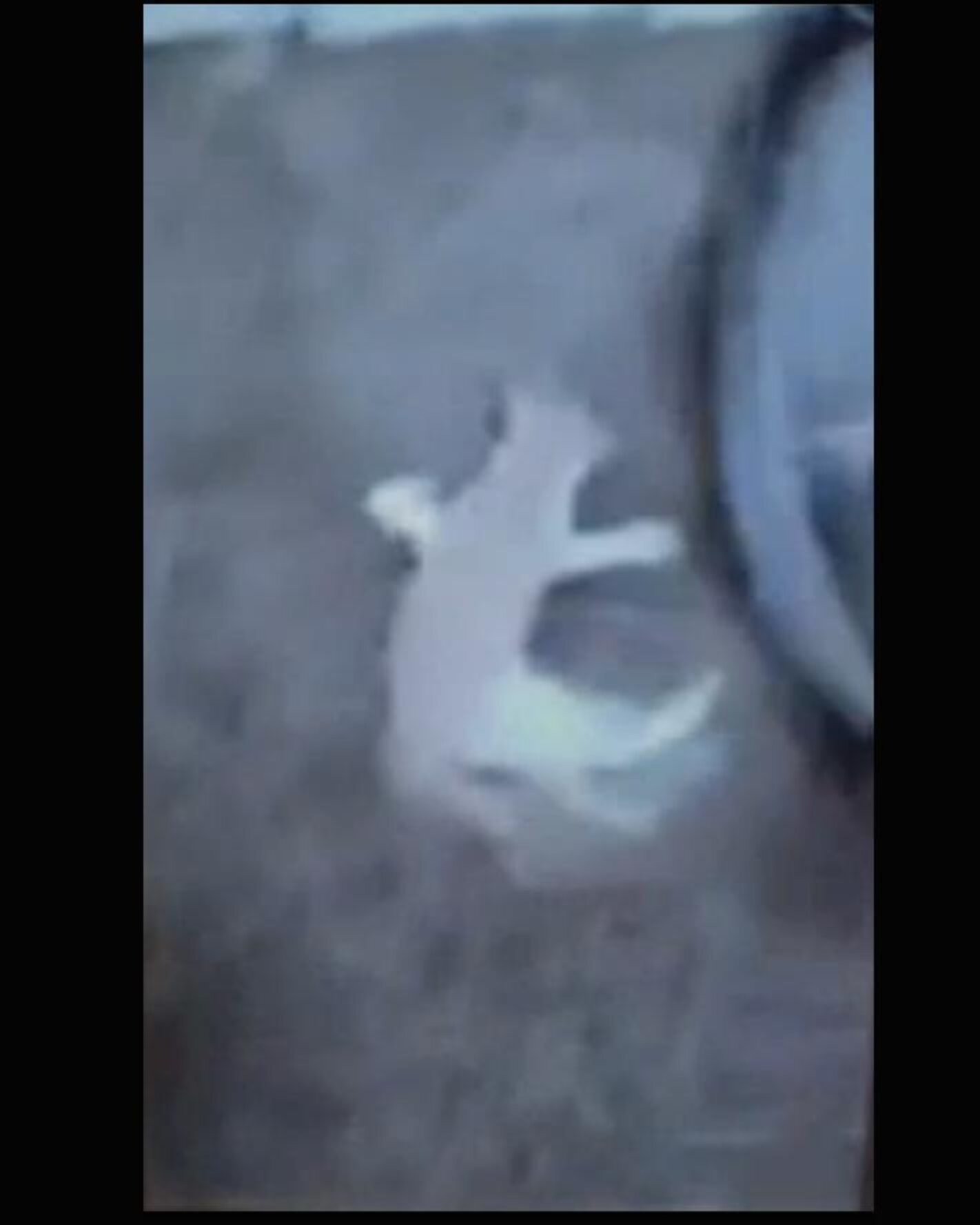 Man Films Himself Throwing Young Cat At Wall, Snapchat Gets Him ...