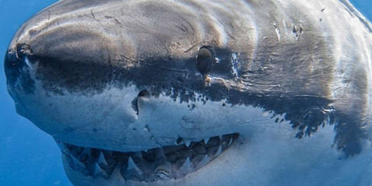 Top 10 shark accounts on Instagram - The Dodo