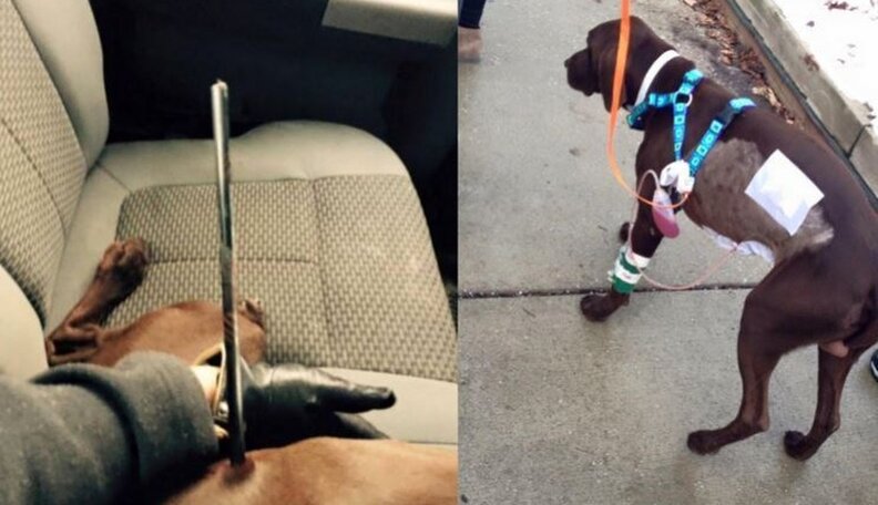 Dog Shot With Arrow Determined To Live A Normal Life - The Dodo