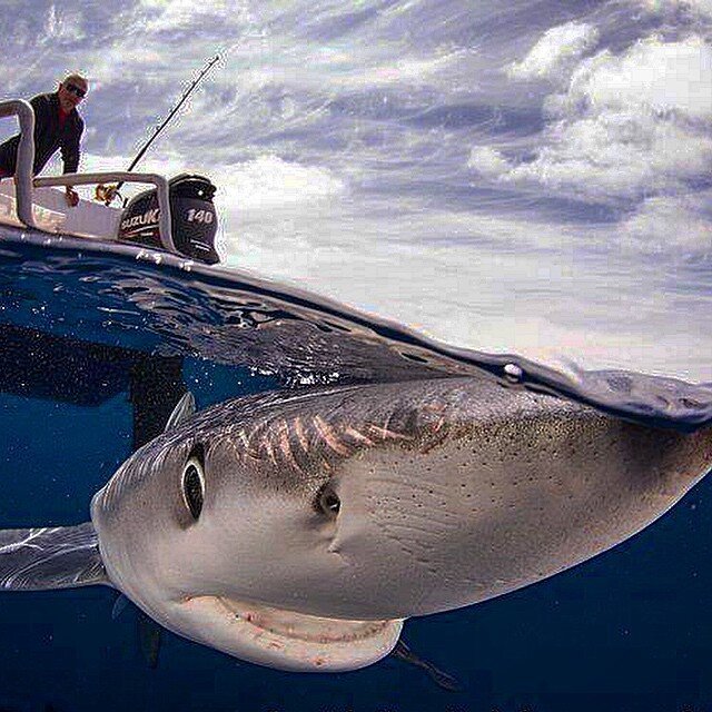 Top 10 shark accounts on Instagram - The Dodo