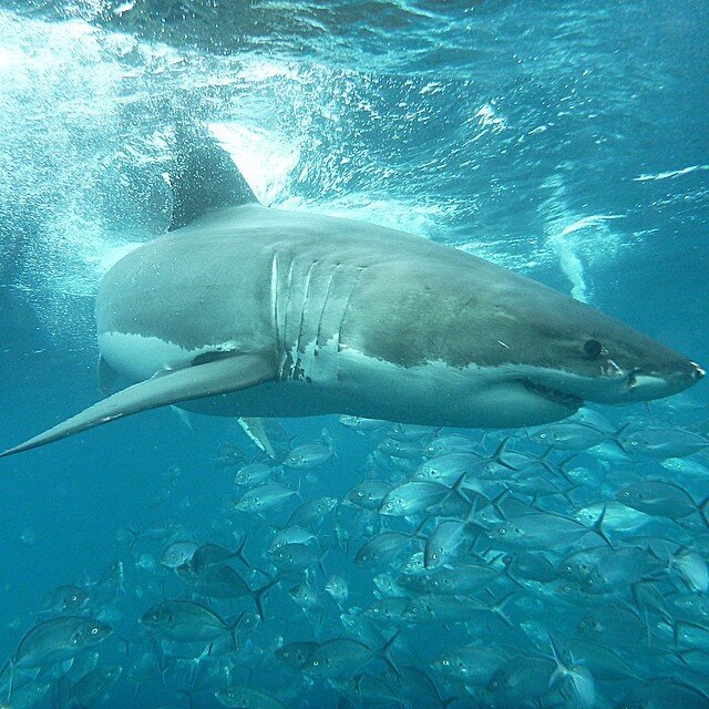 Top 10 shark accounts on Instagram - The Dodo